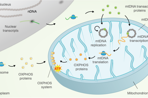 Molecular mechanisms of DNA replication in human mitochondria | University of Gothenburg